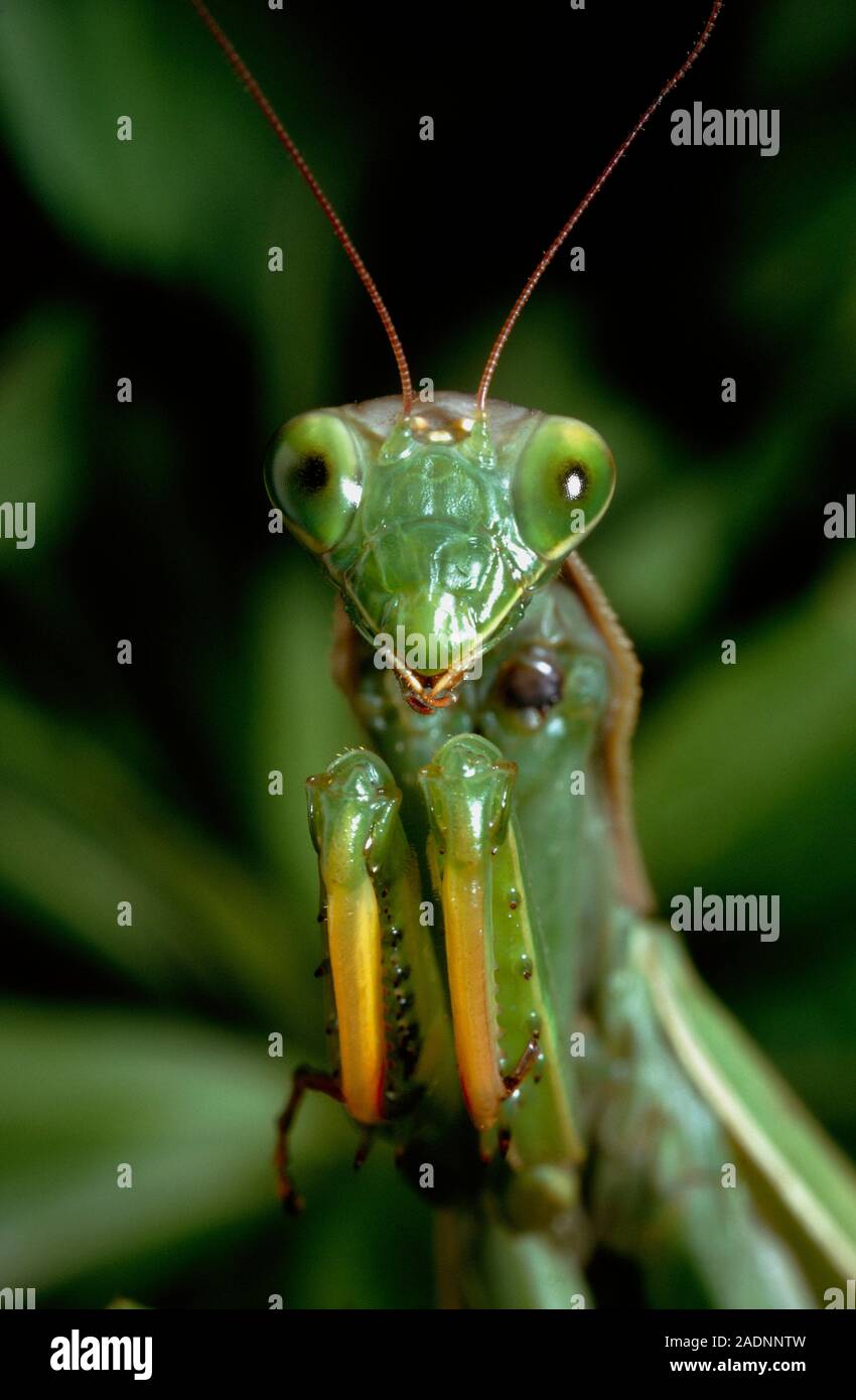 Close-up of the head and front legs of the praying mantis, Mantis ...