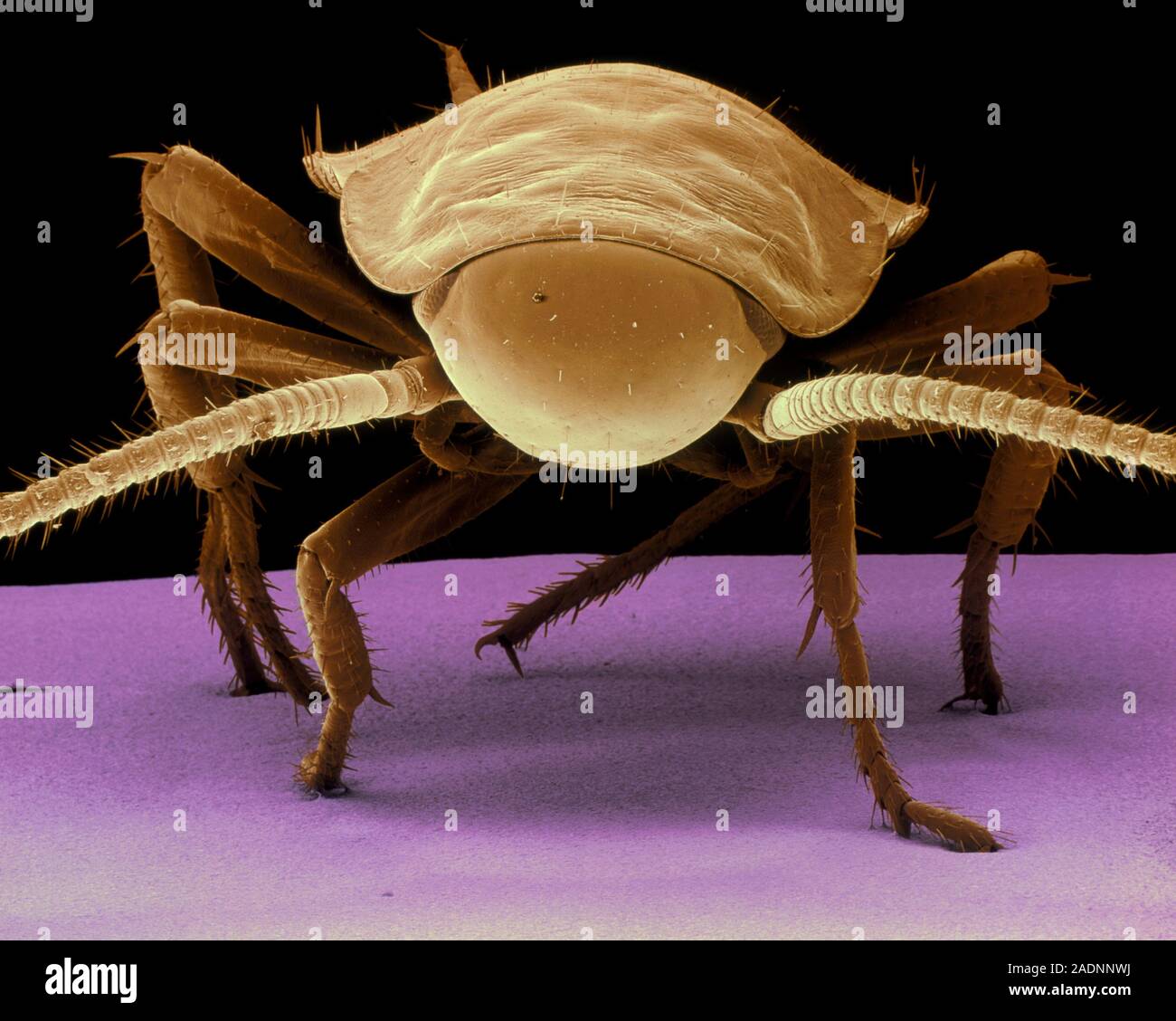 Cockroach. Coloured scanning electron micrograph (SEM) of a ...