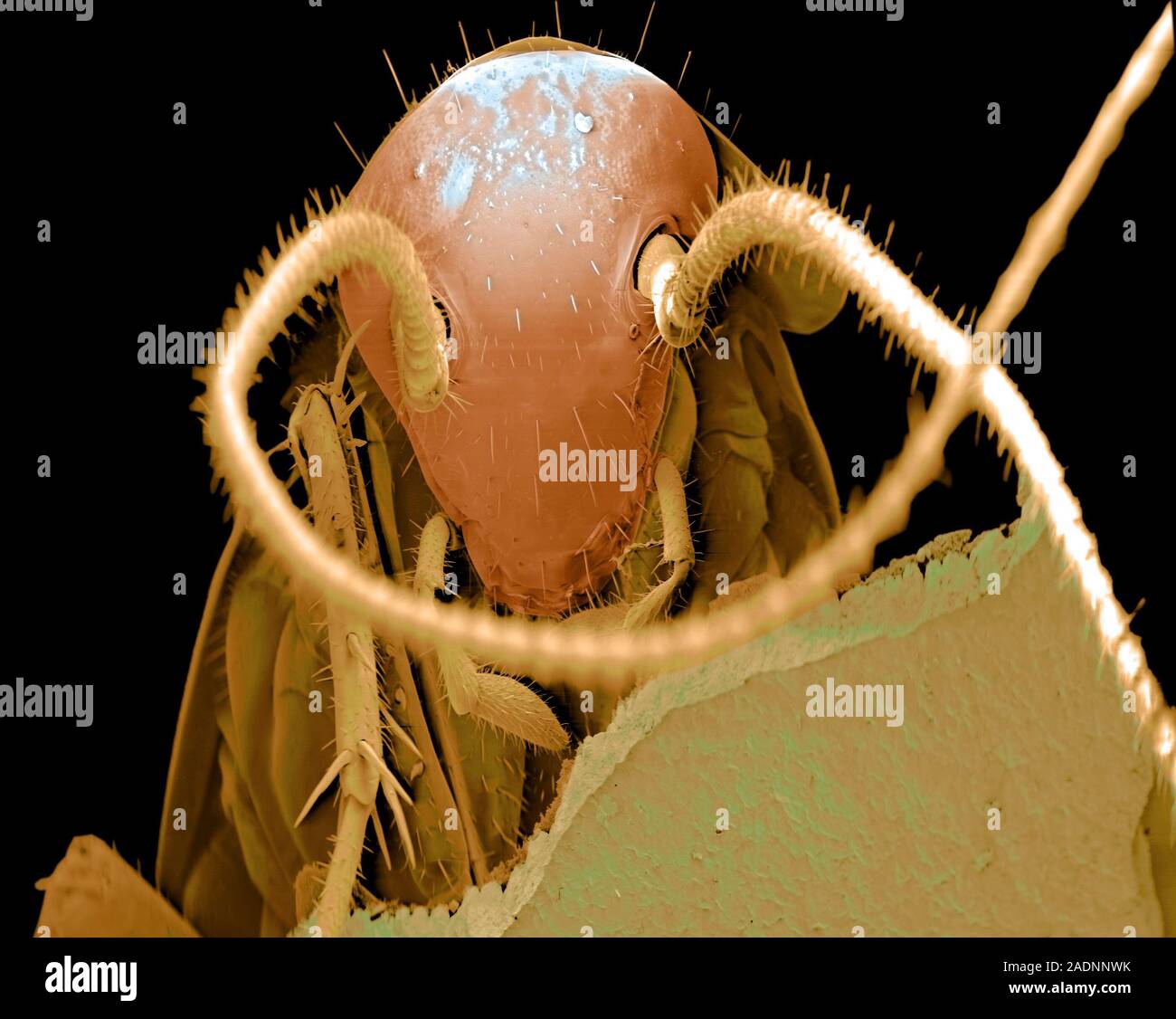 German cockroach. Coloured scanning electron micrograph (SEM) of the ...