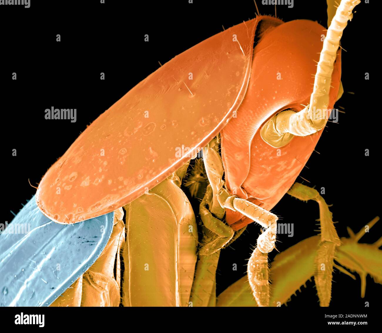German cockroach. Coloured scanning electron micrograph (SEM) of a ...