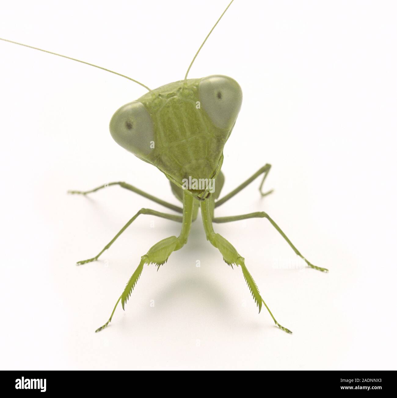 Mantis. Close-up of an unidentified mantis (family Mantidae). Mantises ...