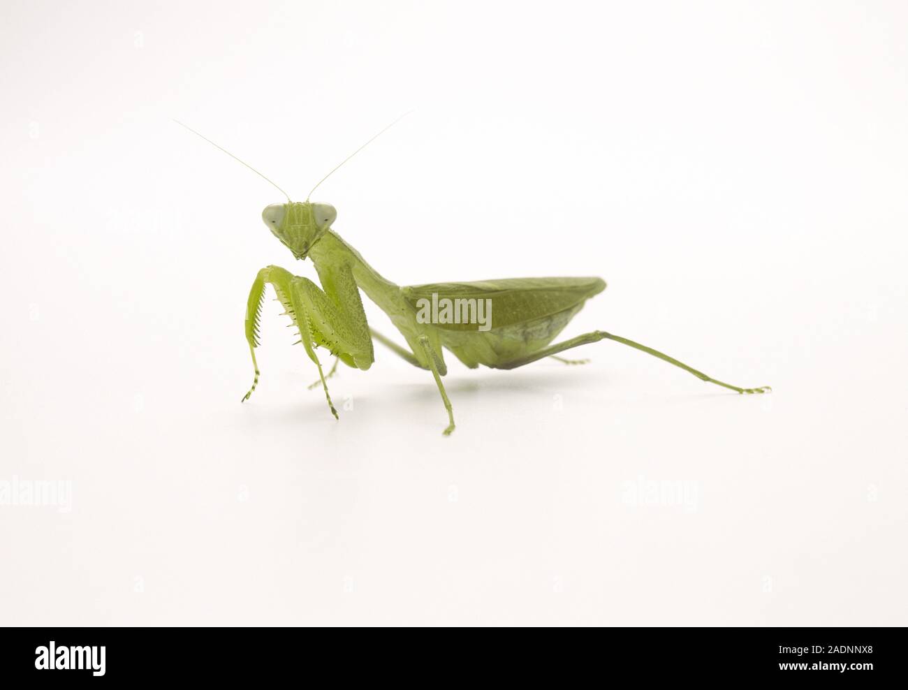 Mantis (family Mantidae). Mantises are voracious carnivores, using ...
