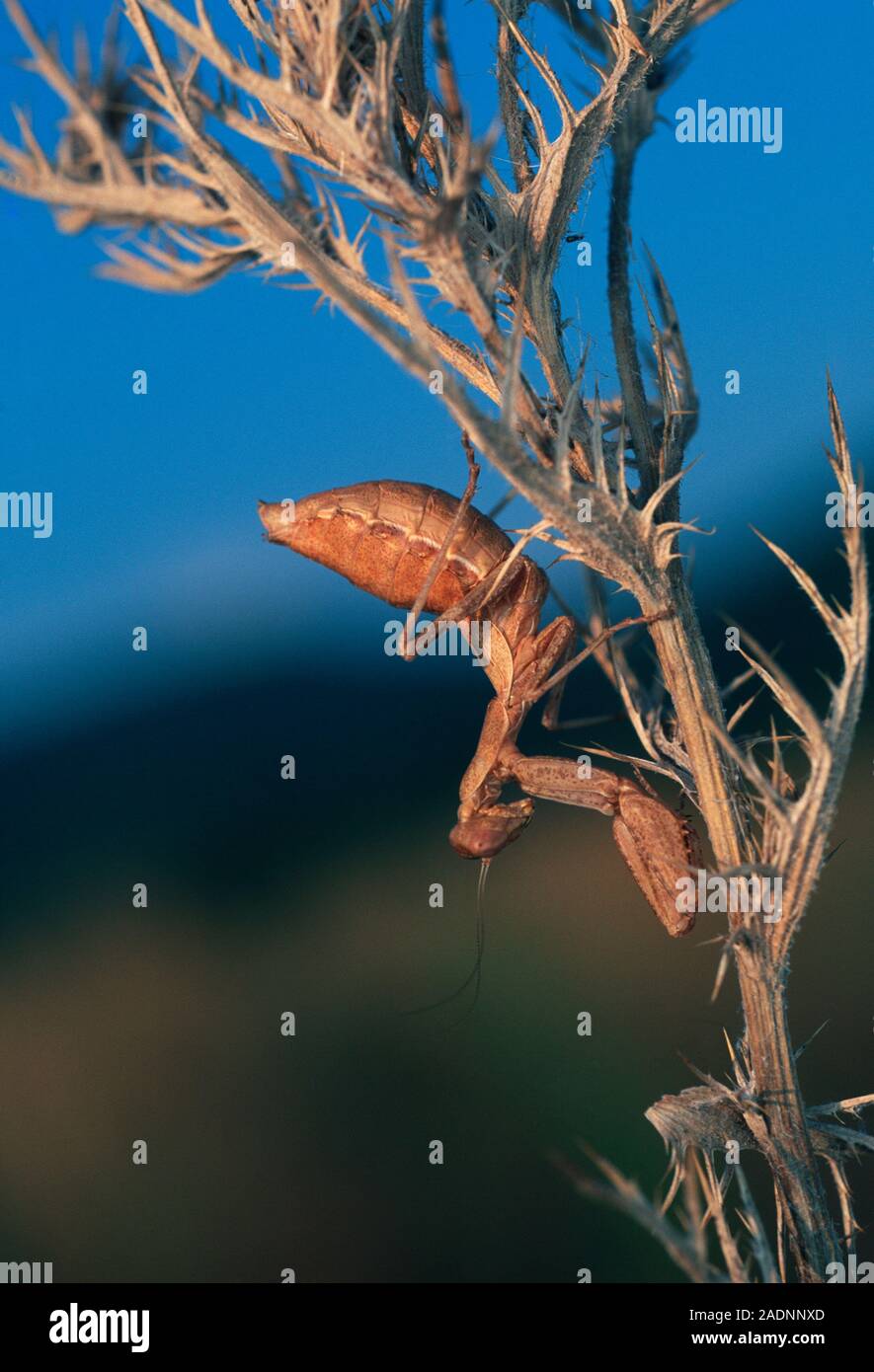 Praying mantis. Camouflaged praying mantis (Ameles spallanzania) upside ...
