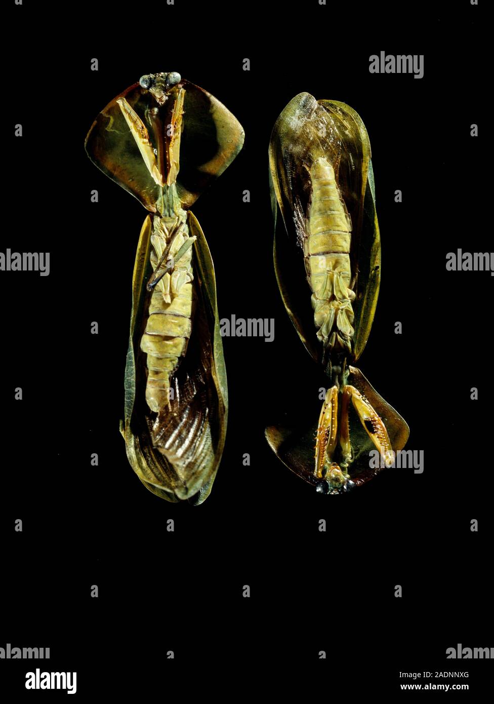 Praying mantises (Choeradodis rhomboidea). These specimens, from French ...