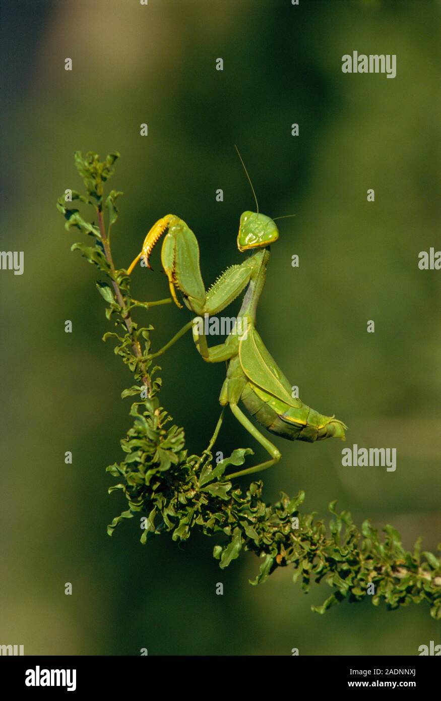 Praying mantis on a plant stem. Preying mantises (Family Mantidae) are ...