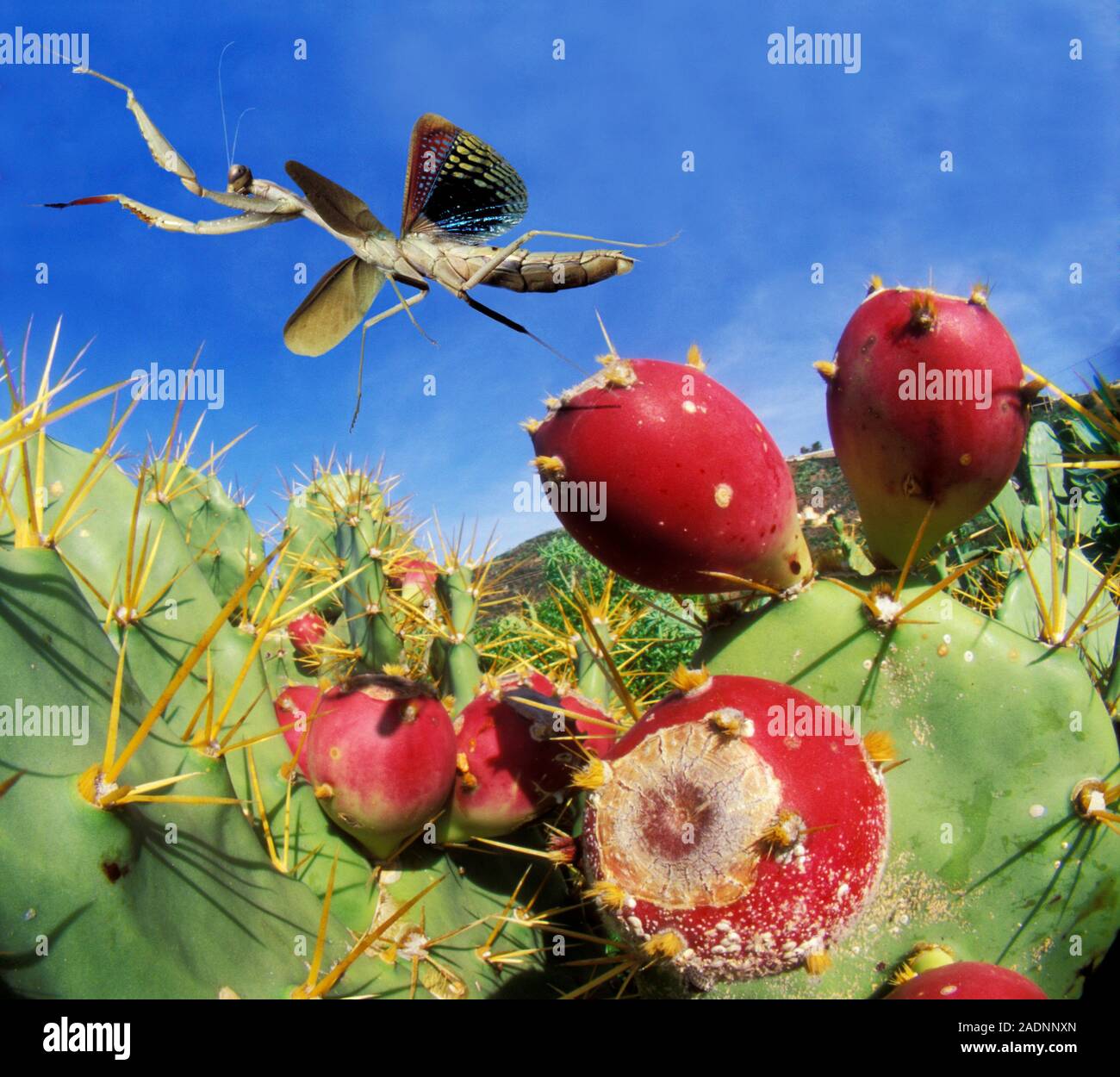 Mantis (Iris oratoria) leaping over prickly pear fruits, composite high ...