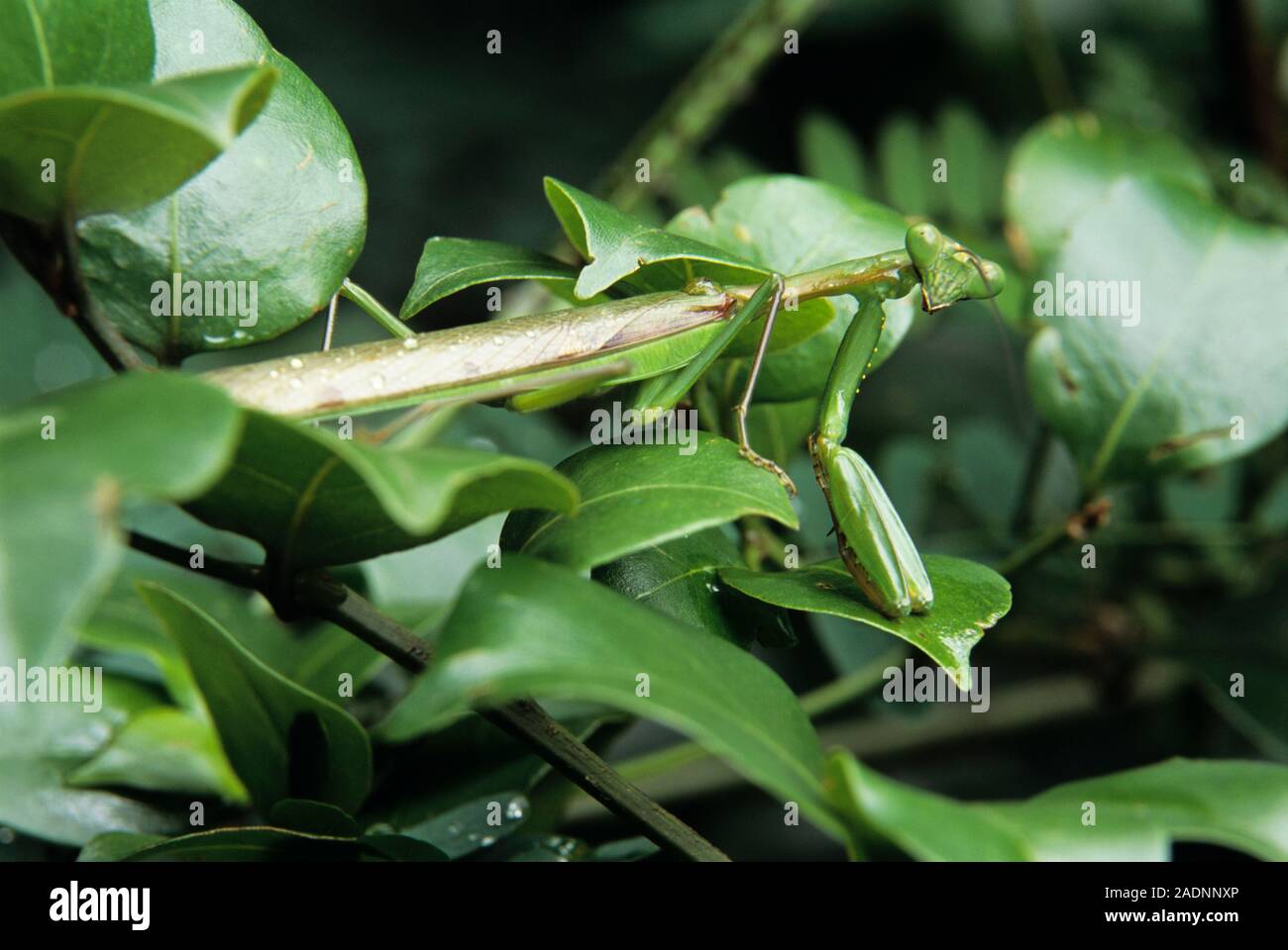 Praying mantis (Family Mantidae) camouflaged amongst leaves. The ...