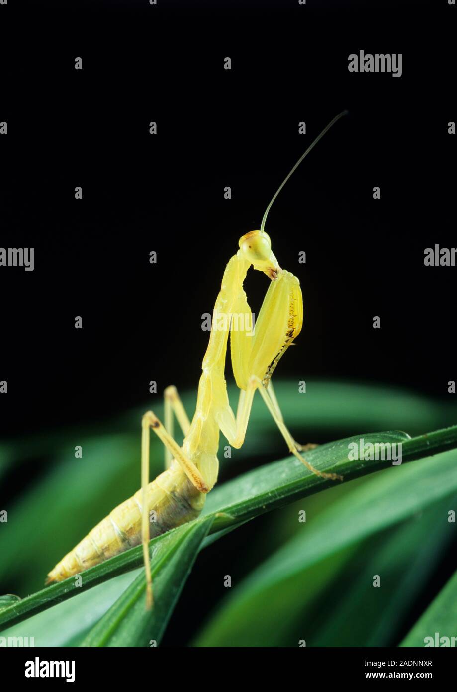 Praying mantis (Family Mantidae) on a leaf. The praying mantis is a ...