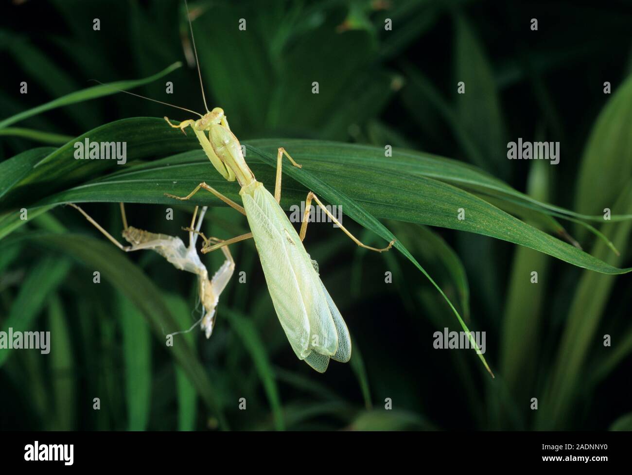 Praying mantis (Family Mantidae) with its shed skin. The praying mantis ...