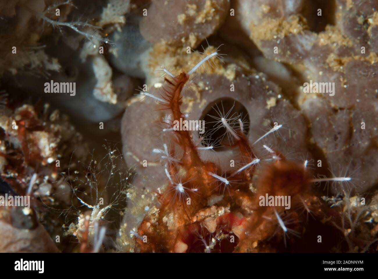 Hydroid colony hi-res stock photography and images - Alamy