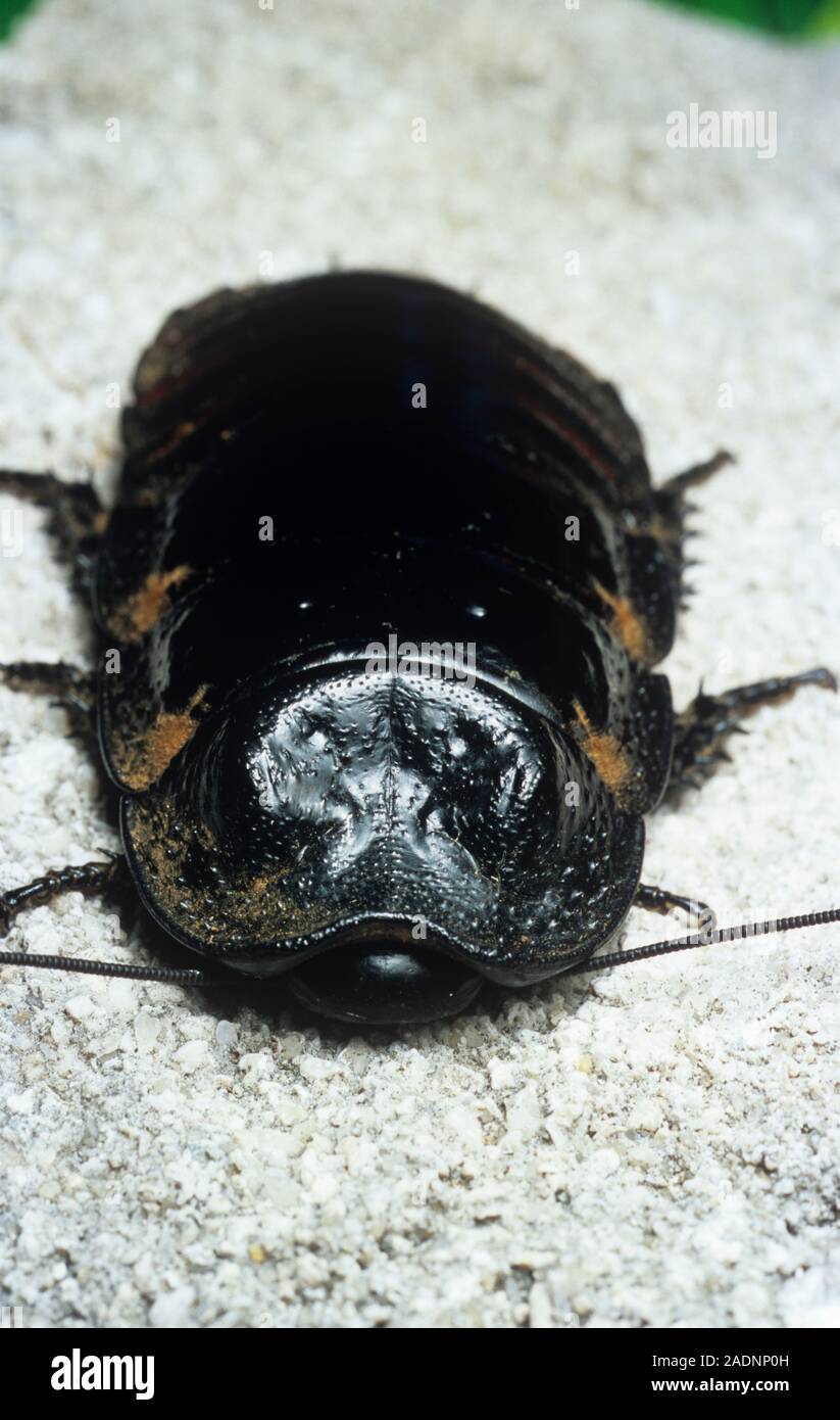 Giant hissing cockroach (Gromphadorina portentosa) sitting on a rock at ...