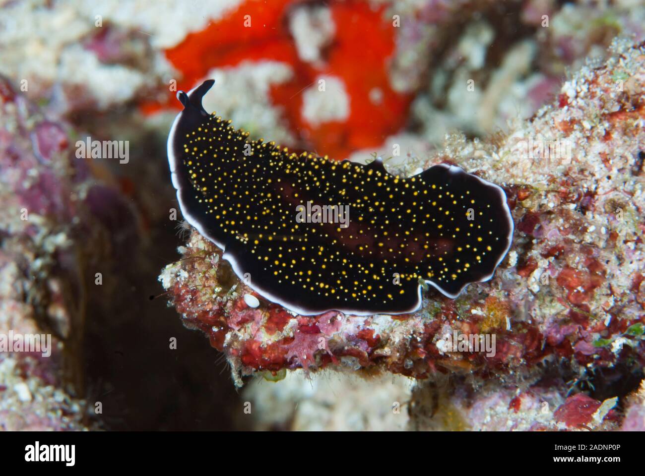 Thysanozoon nigropapillosum hi-res stock photography and images - Alamy