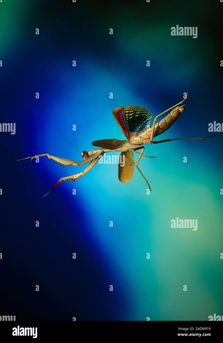 Mediterranean mantis (Iris oratoria) mid-leap, high-speed photograph ...