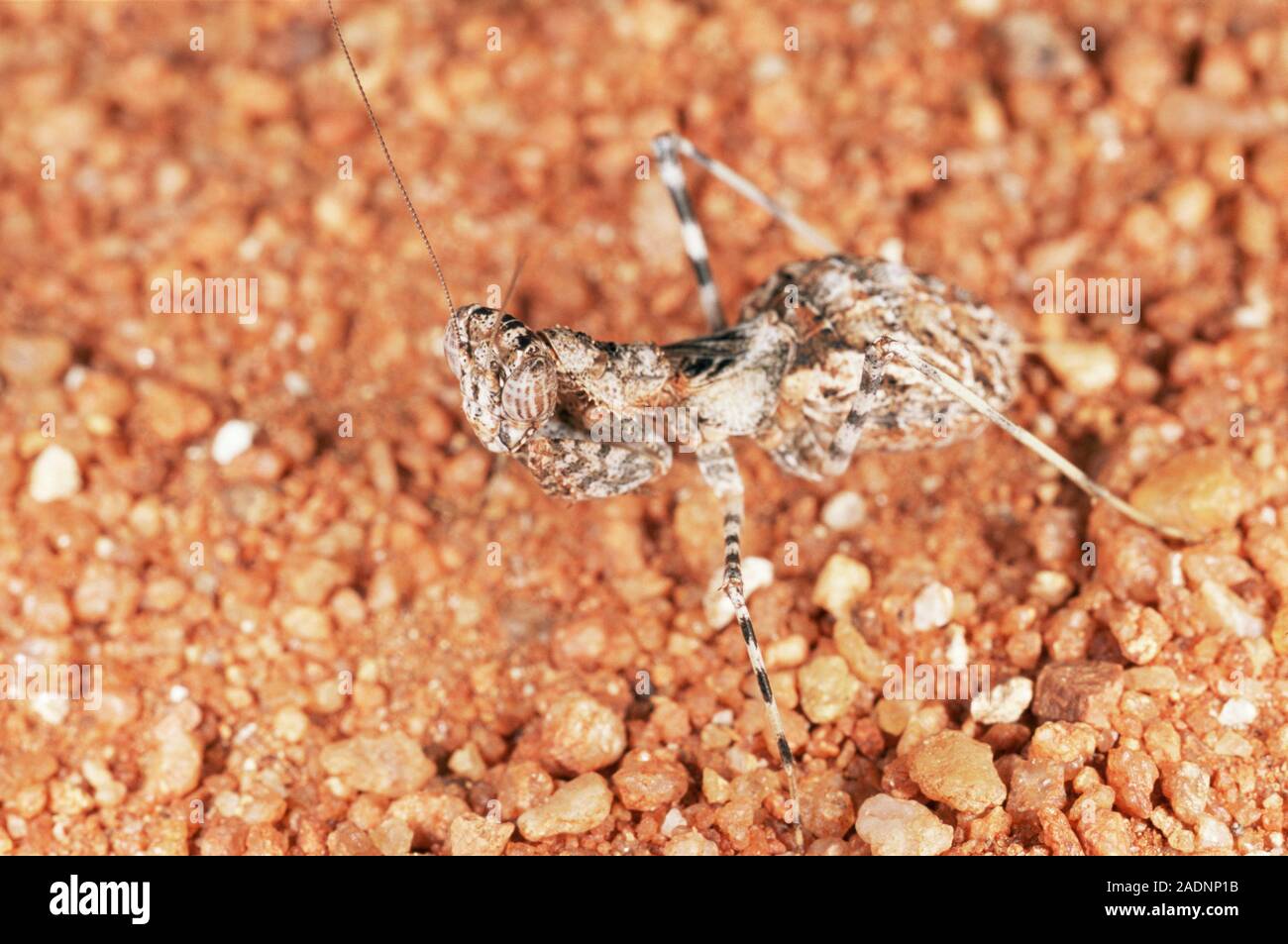 Ground living mantis (Order Mantodea). Photographed in Namibia, Africa ...