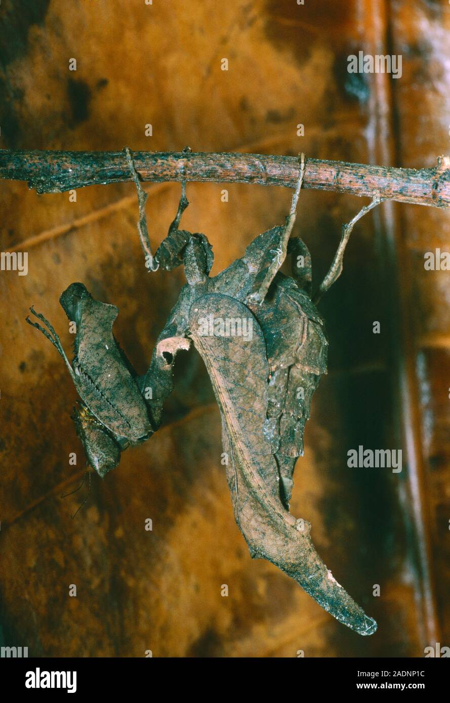 Female dead-leaf mantis (Acanthops falcata) hanging upside down from a ...