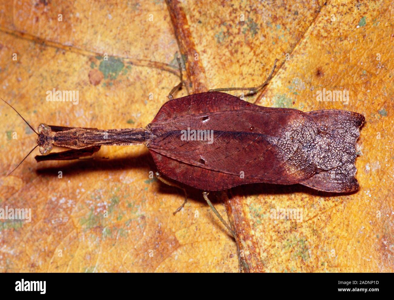 Male dead-leaf mantis (Acanthops falcata) on a leaf on the rainforest ...