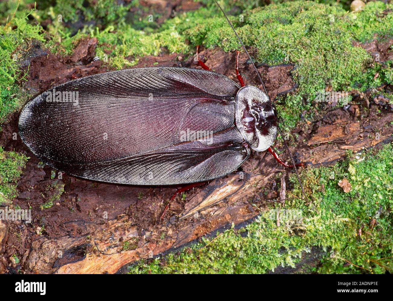 Long-winged cockroach (Megaloblatta sp.). This species of cockroach has ...