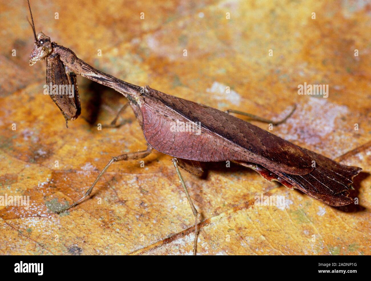 Male dead-leaf mantis (Order Mantodea) on a leaf. Photographed in the ...