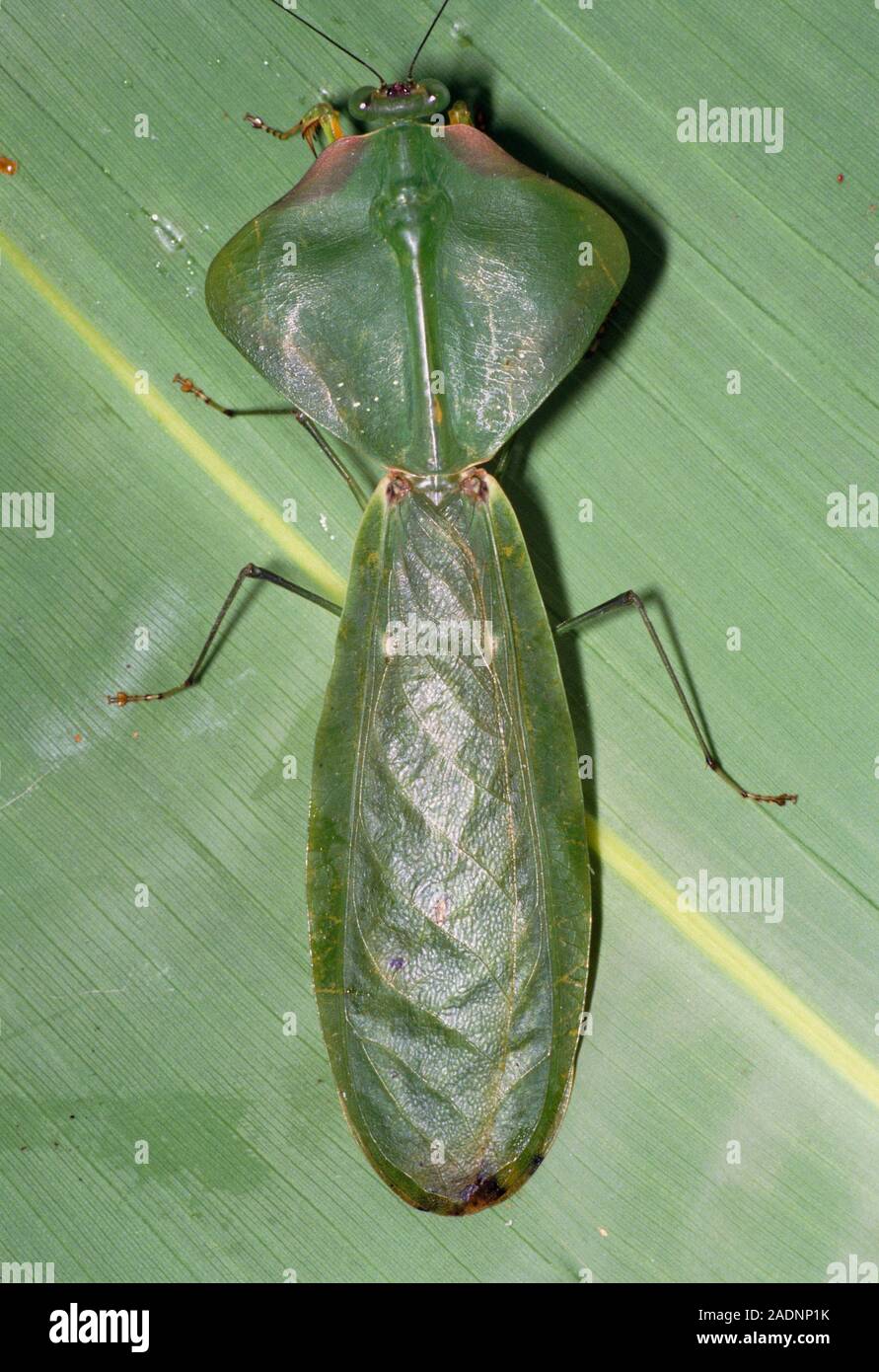 Tropical shield mantis (Choeradodis stalii) on a leaf. Photographed in ...