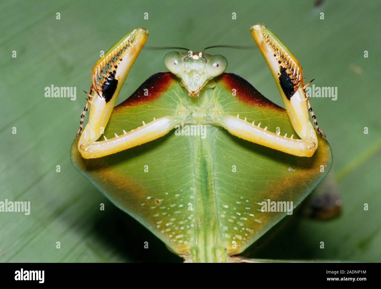Tropical shield mantis (Choeradodis stalii) in a threat display ...