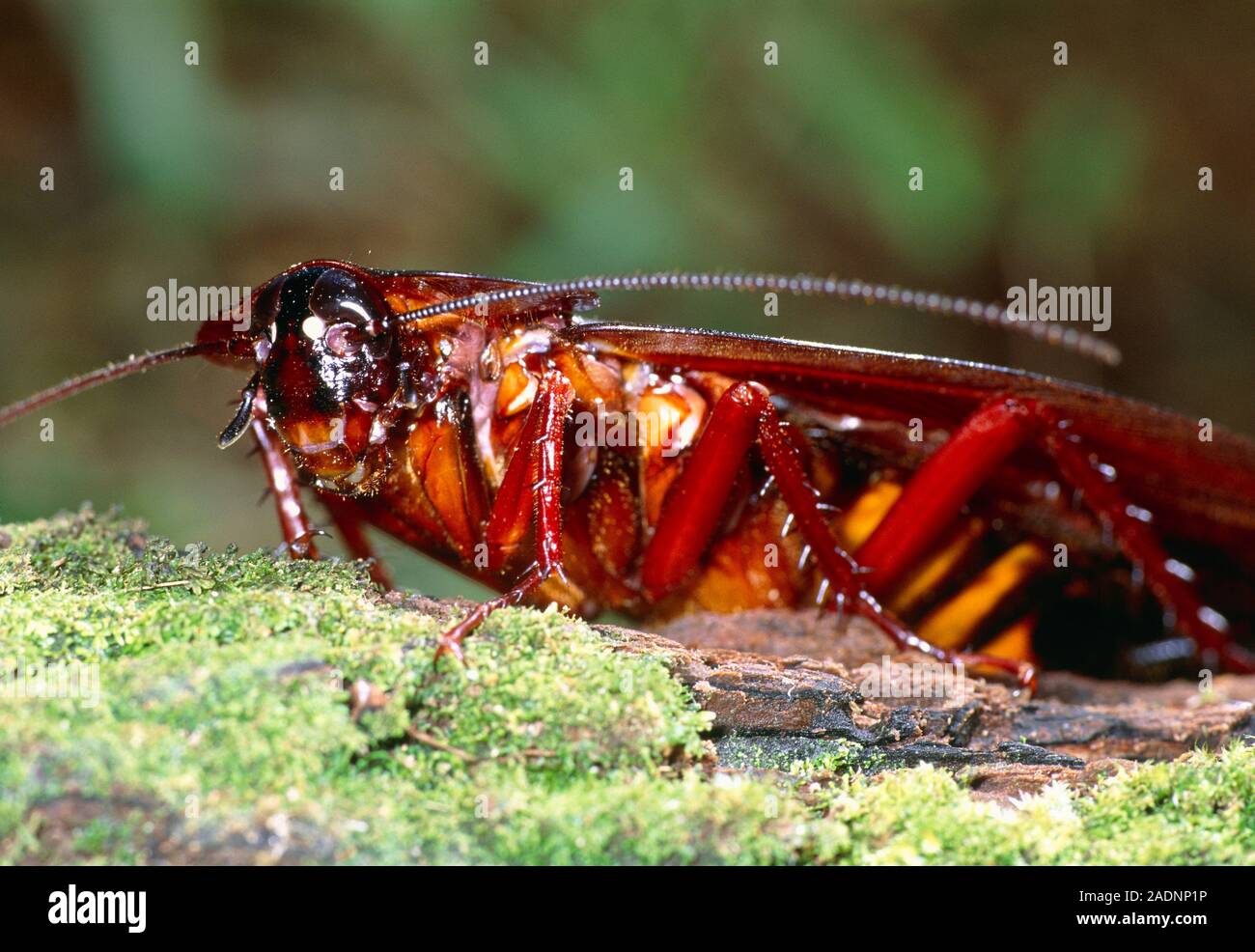 Long-winged cockroach (Megaloblatta sp.). This species of cockroach has ...