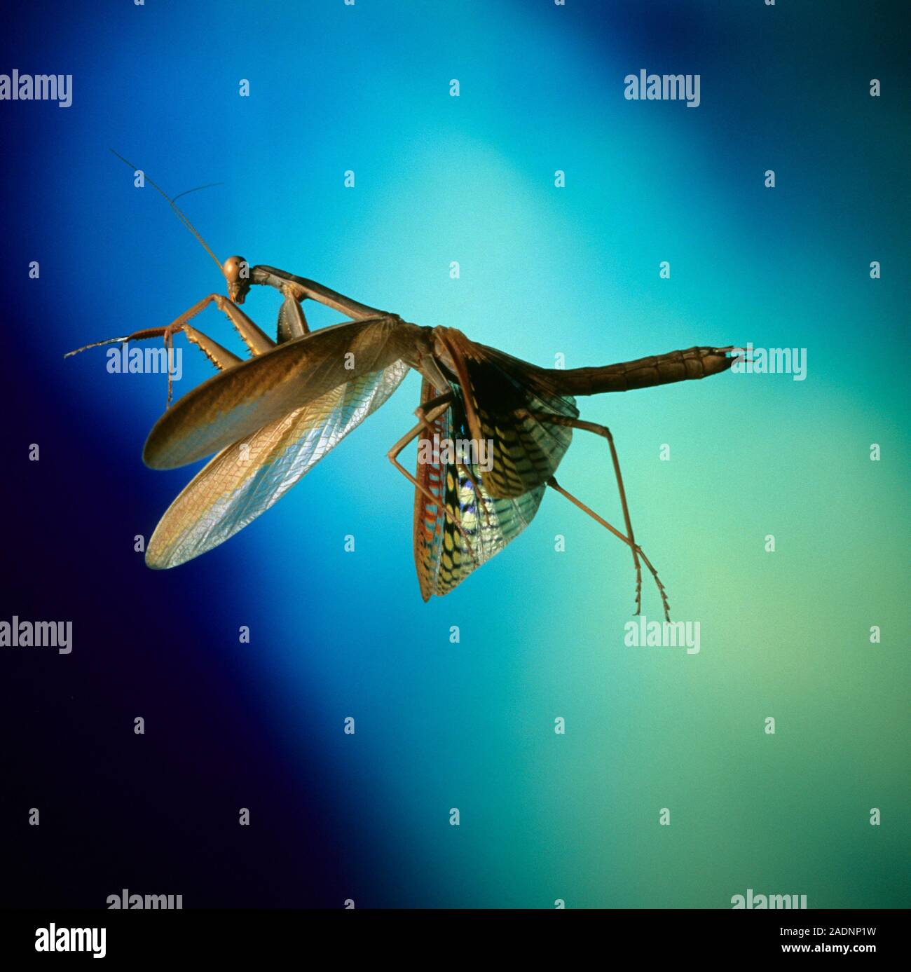 Praying mantis. Composite high-speed photograph of a praying mantis ...