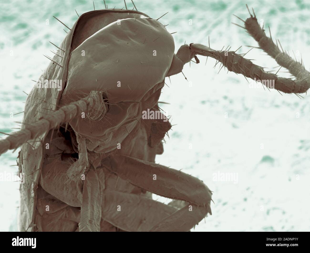 German cockroach. Coloured scanning electron micrograph (SEM) of the ...