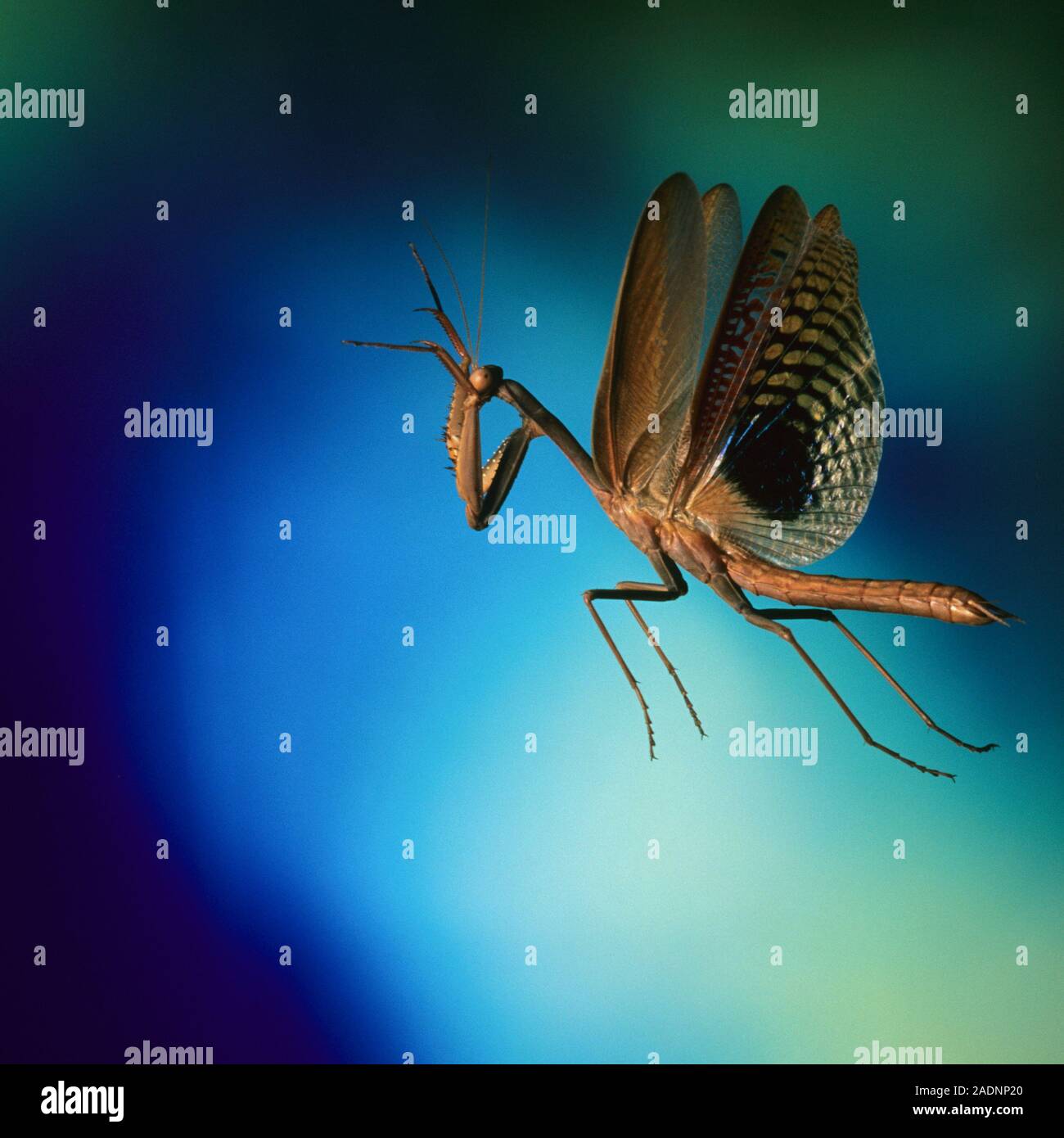 Praying mantis. Composite high-speed photograph of a praying mantis ...