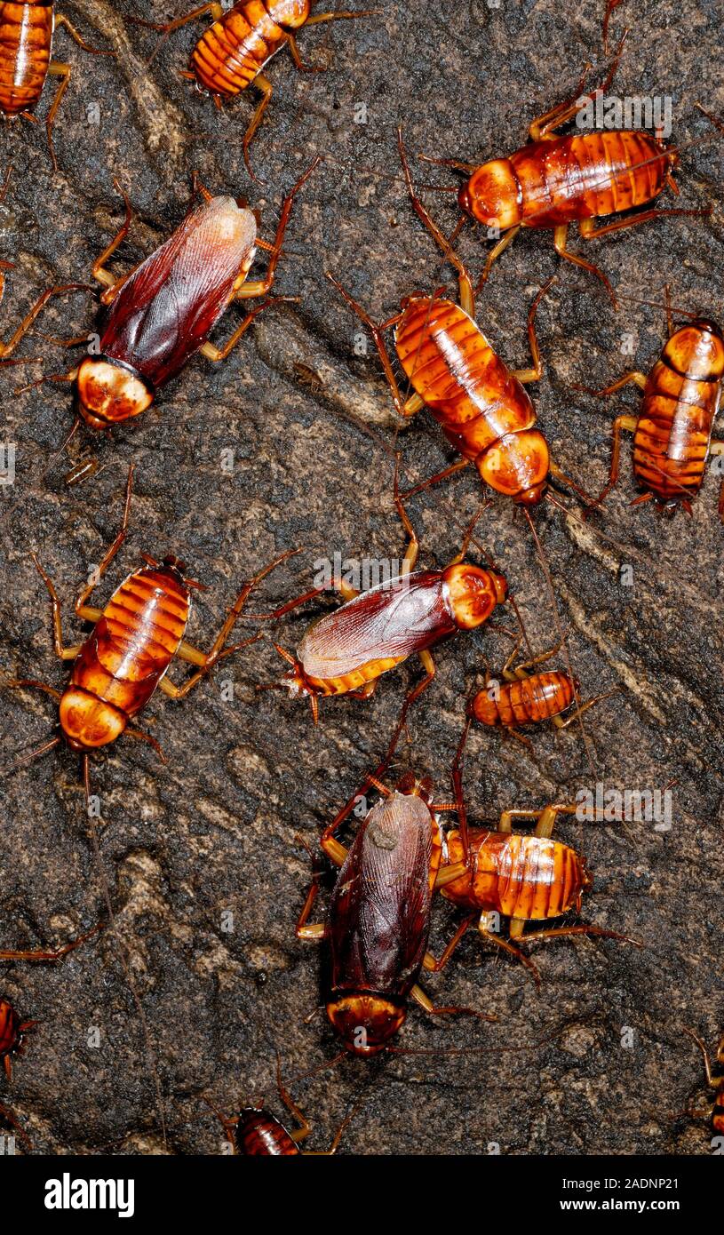 Australian cockroaches (Periplaneta australasiae) on rock in a cave ...