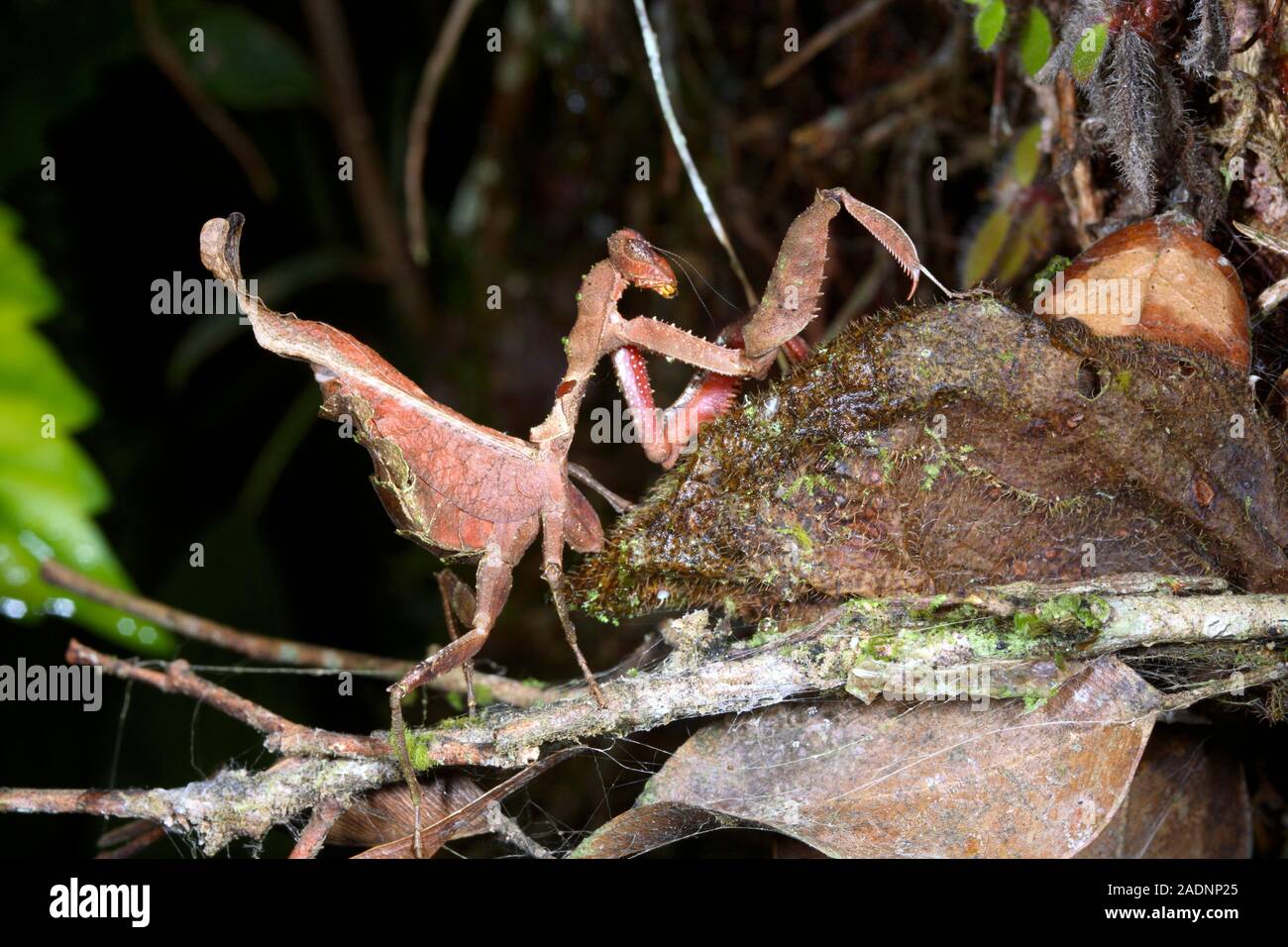 Dead-leaf mantis (order Mantodea) camouflaged on a branch. There are ...