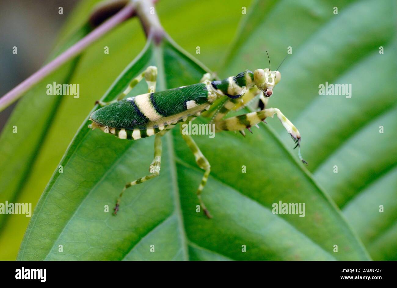 Flower mantis. This insect is a type of praying mantis (order Mantodea ...