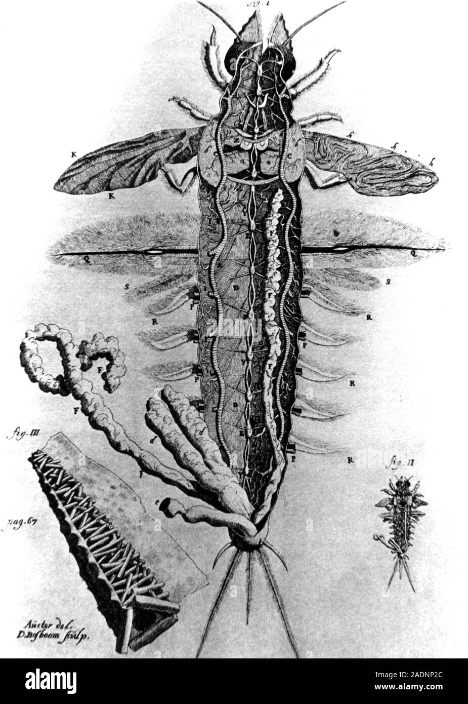Dissection of a mayfly by Swammerdam. Illustration made by Swammerdam ...
