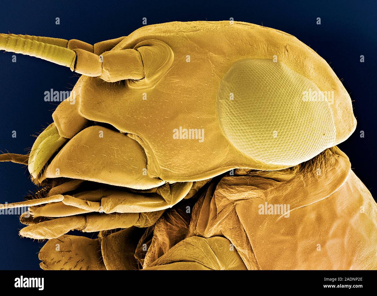Mayfly nymph head, scanning electron micrograph (SEM). Mayflies (order ...