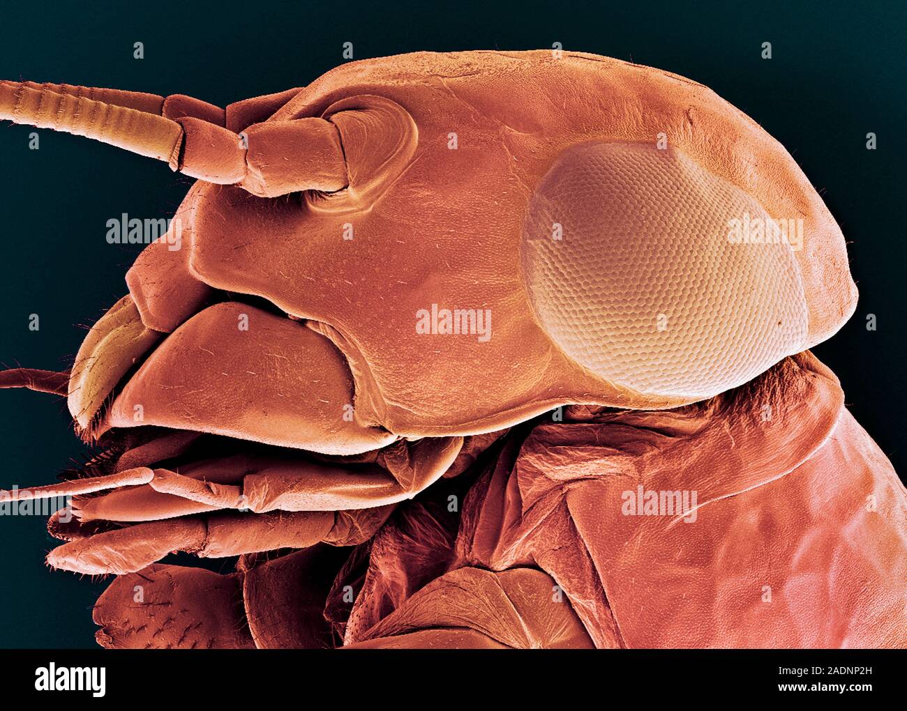 Mayfly nymph head, scanning electron micrograph (SEM). Mayflies (order ...
