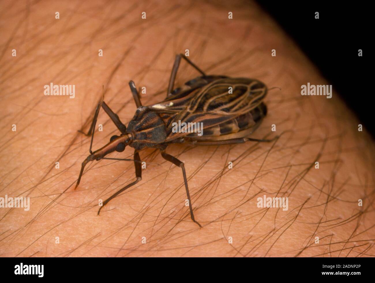 Rhodnius prolixus, the assassin bug (reduviid bug) of South and Central ...