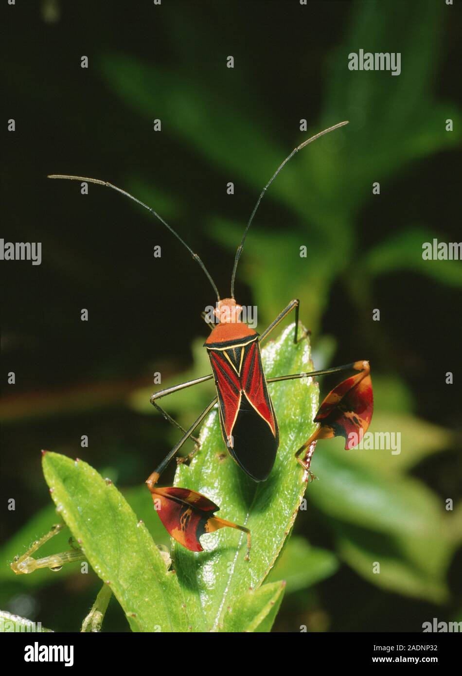 A multicoloured leaf-footed bug, family Coreidae, photographed in ...