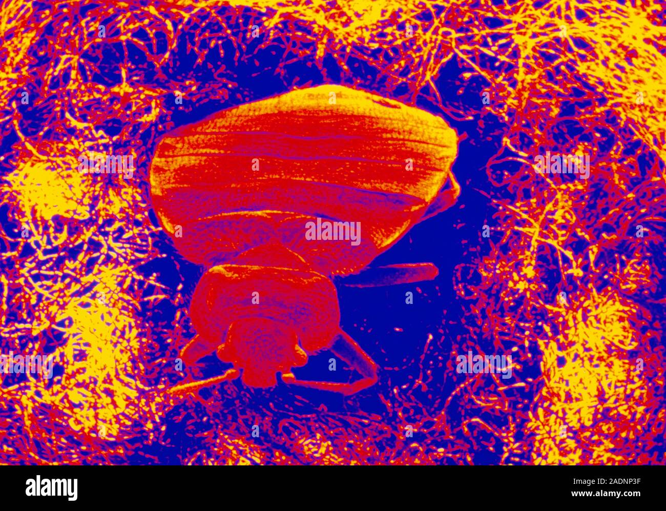 Bed bug. Coloured Scanning Electron Micrograph (SEM) of a bed bug ...
