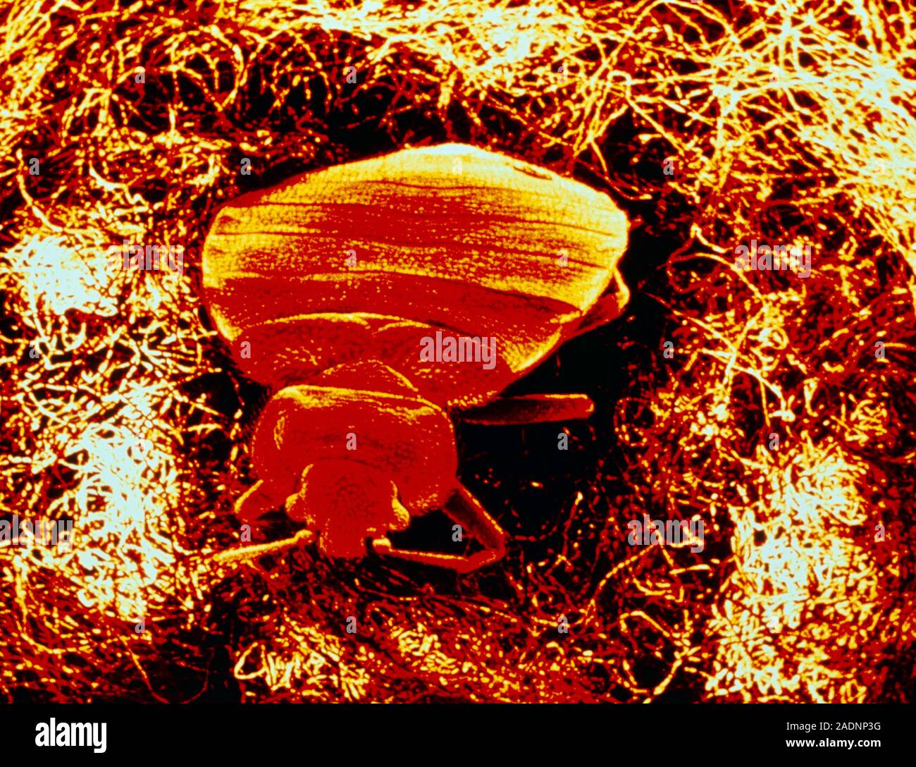Bed bug. Coloured Scanning Electron Micrograph (SEM) of a bed bug ...