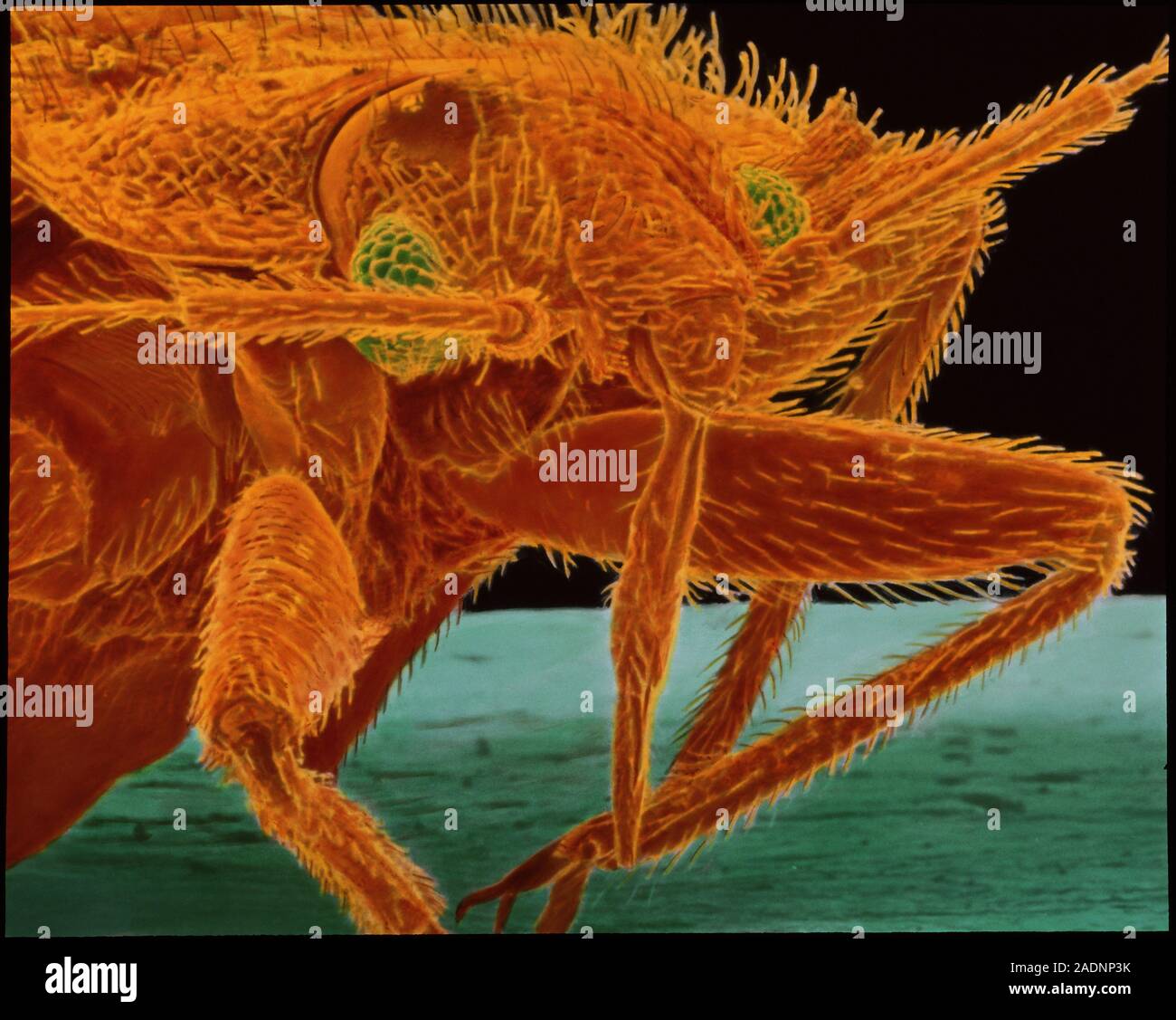 Bed bug. Coloured scanning electron micrograph (SEM) of a profile of ...