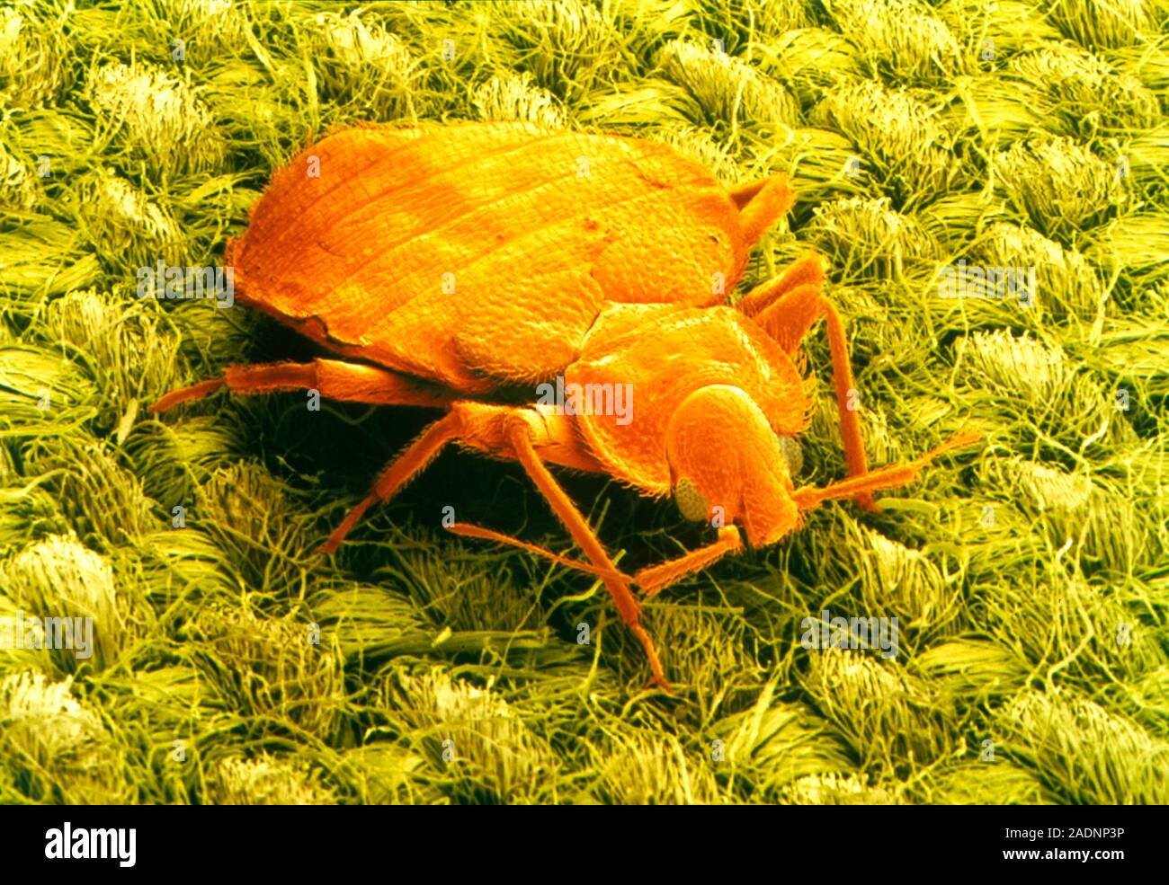 Bed bug. Coloured scanning electron micrograph (SEM) of a bed bug ...