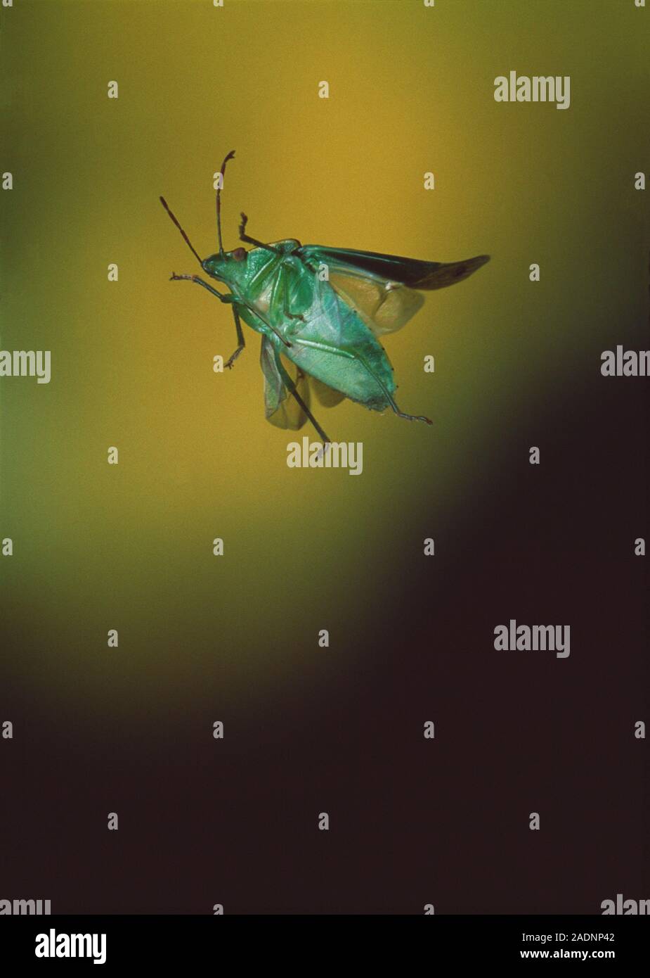 Shield bug. High-speed photograph of a shield bug (superfamily ...