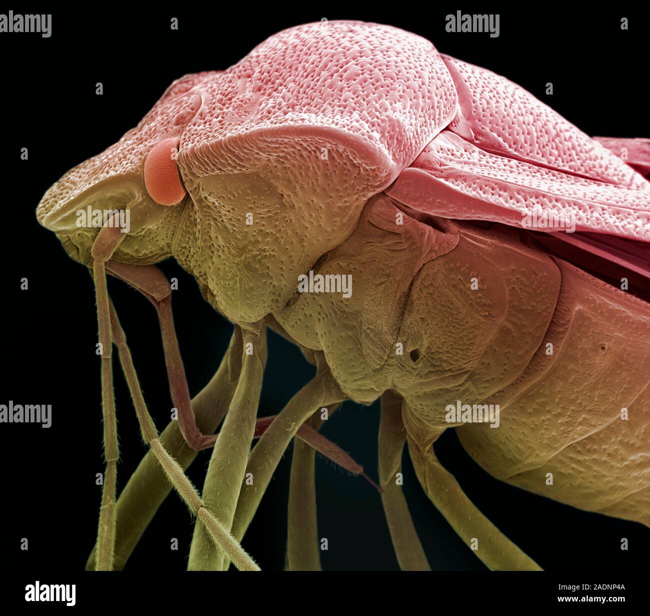 Green shield bug (Palomena prasina), coloured scanning electron ...