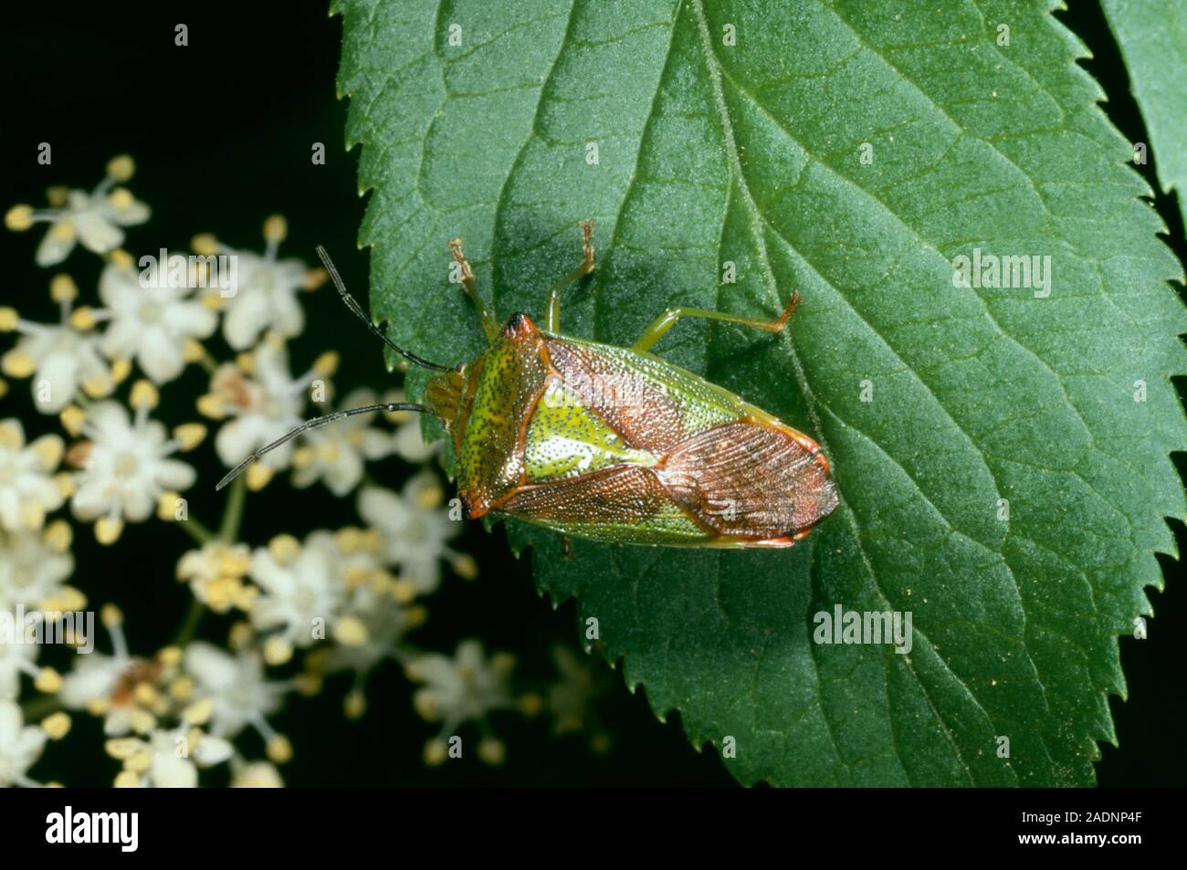 Hawthorn shield bug (Acanthosoma haemorrhoidale). The triangular shield ...