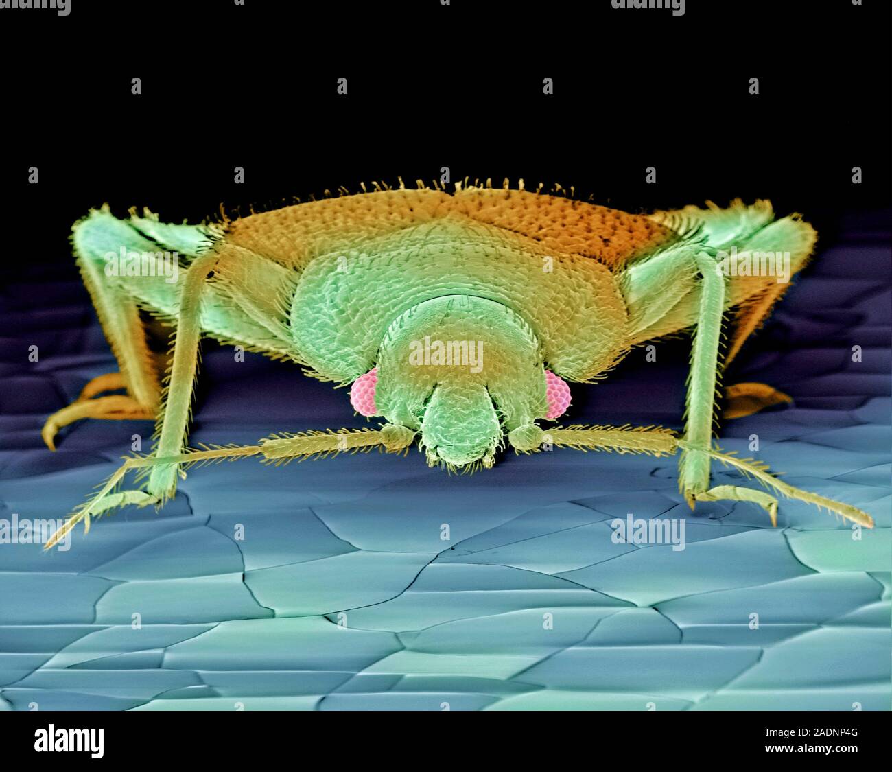 Bed bug. Coloured scanning electron micrograph (SEM) of a bed bug ...