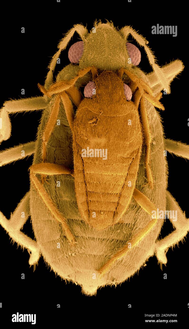 Zeus bugs (Phoreticovelia disparata). Male Zeus bug riding on the back of a female. A novel form ...