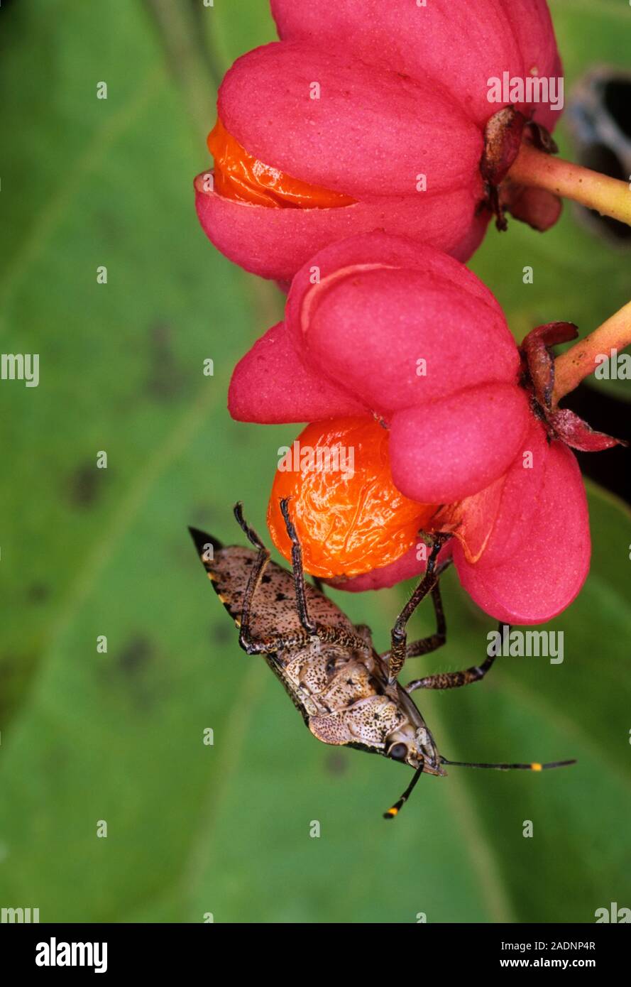 Shield bug (Hemiptera, suborder Heteroptera) on the fruit of a spindle ...