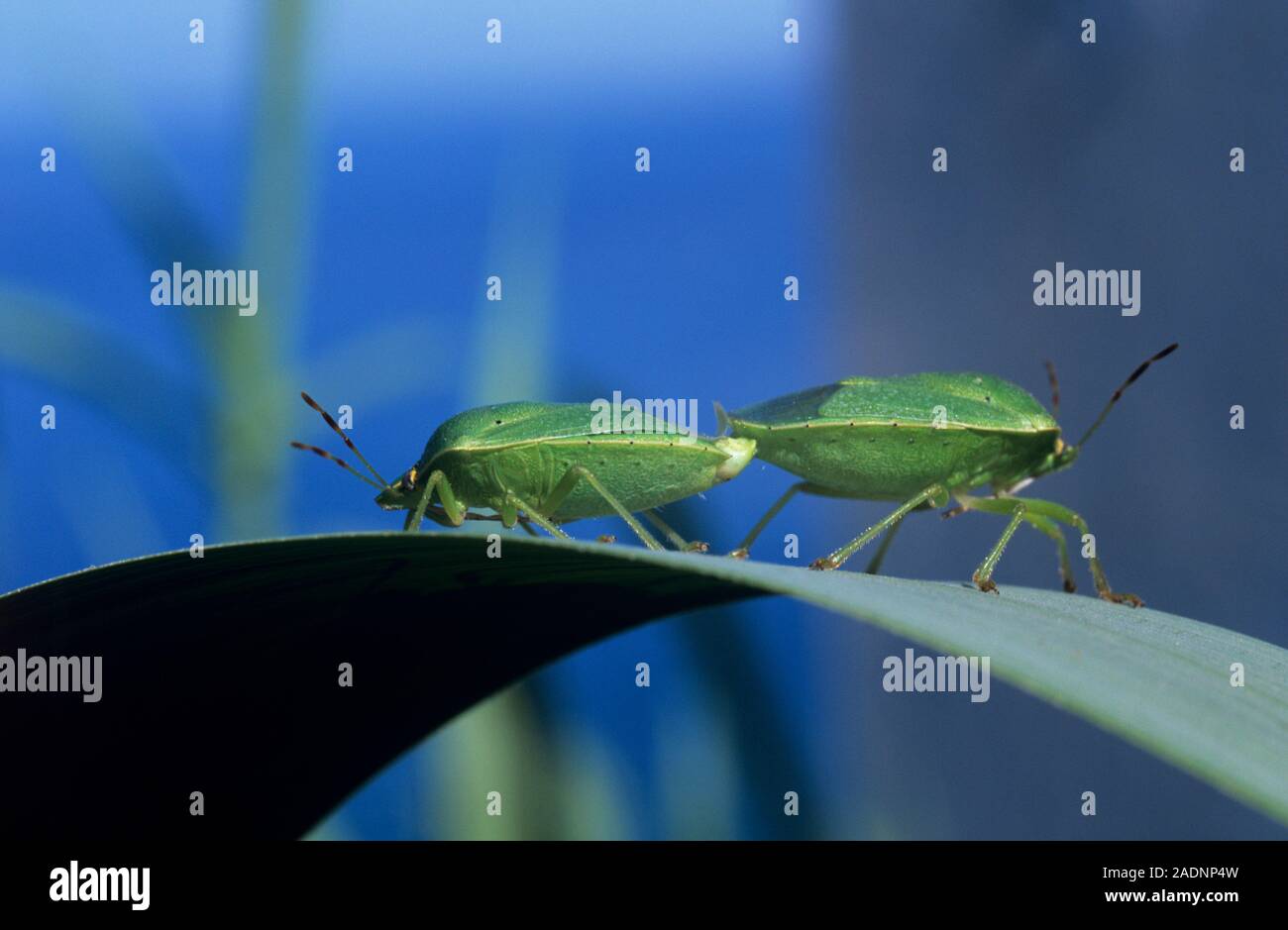 Green shield bugs (Palomena prasina) mating on a leaf Stock Photo - Alamy