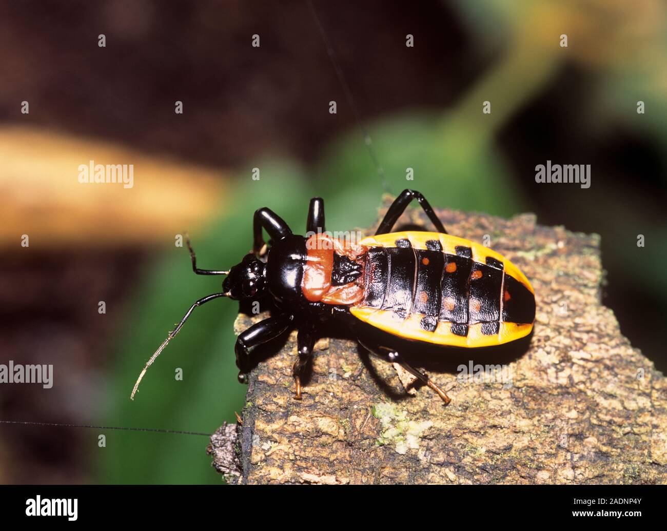 Assassin bug (family Reduviidae). This insect is an aggressive predator ...