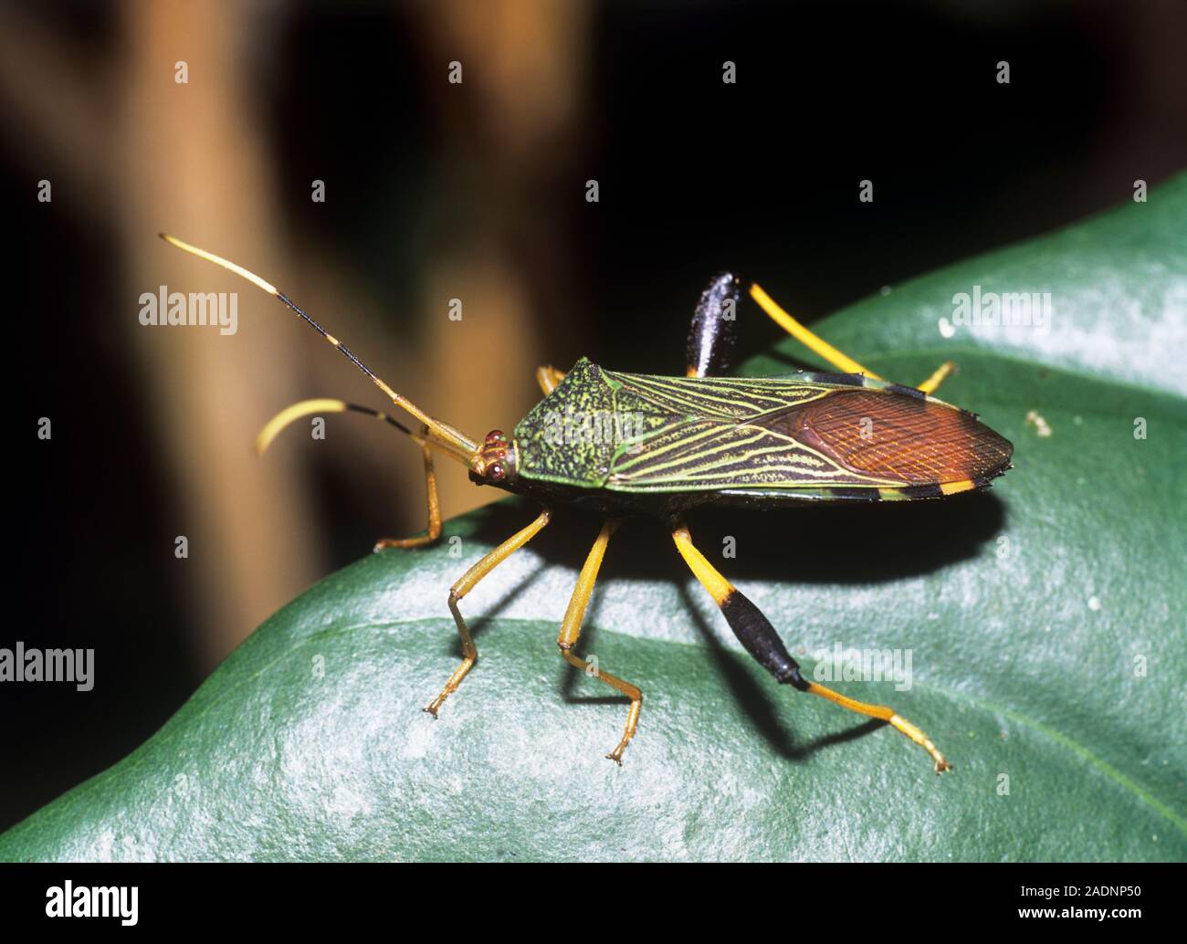 Amazonian bug (suborder Heteropteran) on a leaf. Photographed in the ...