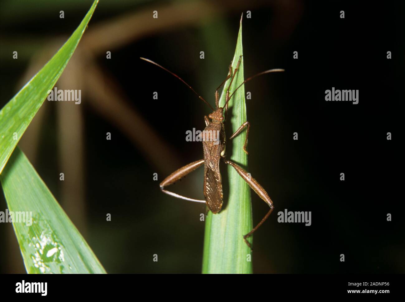 Tip wilter bug (Amoplocnemis sp.) on a plant. This insect is so-called ...